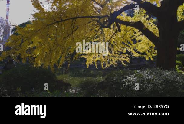 A gingko tree in Hibiya park in Tokyo. High quality 4k footage. Chiyoda district Tokyo Japan 12. ...