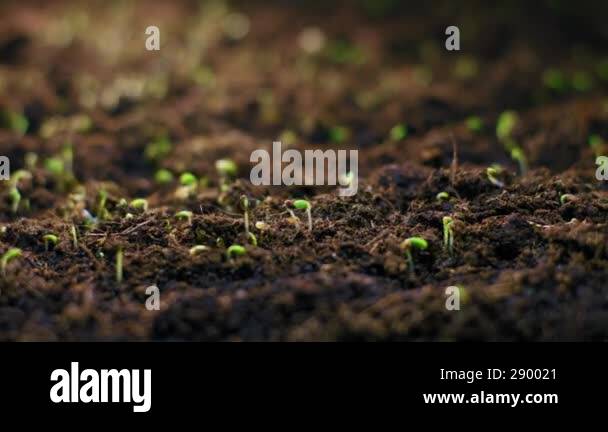 TimeLapse of Plant Seedlings Sprouting from Soil A Stunning Growth ...