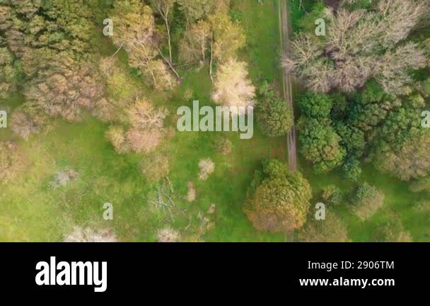 An aerial view of a lush green forest with scattered trees, open grassy ...