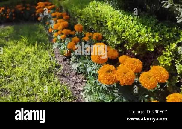 Discovering the cempaschil flower in its vibrant glory during Da de ...