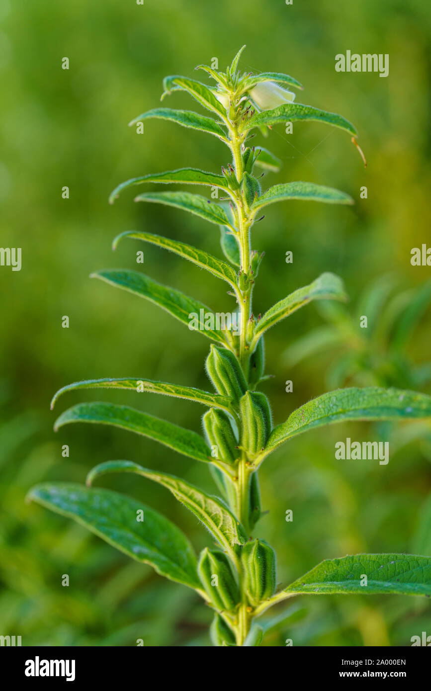 Sesame seed flower on tree in the field, Sesame a tall annual ...