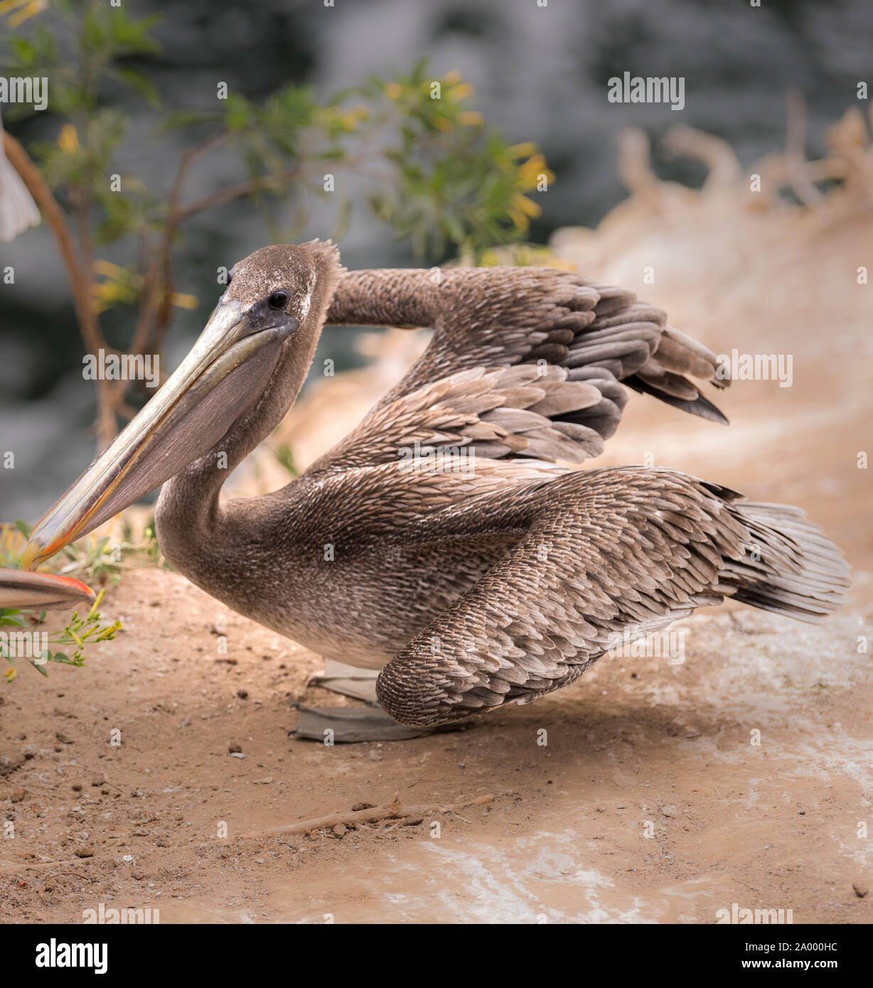 Pelican bird looking camera hi-res stock photography and images - Alamy