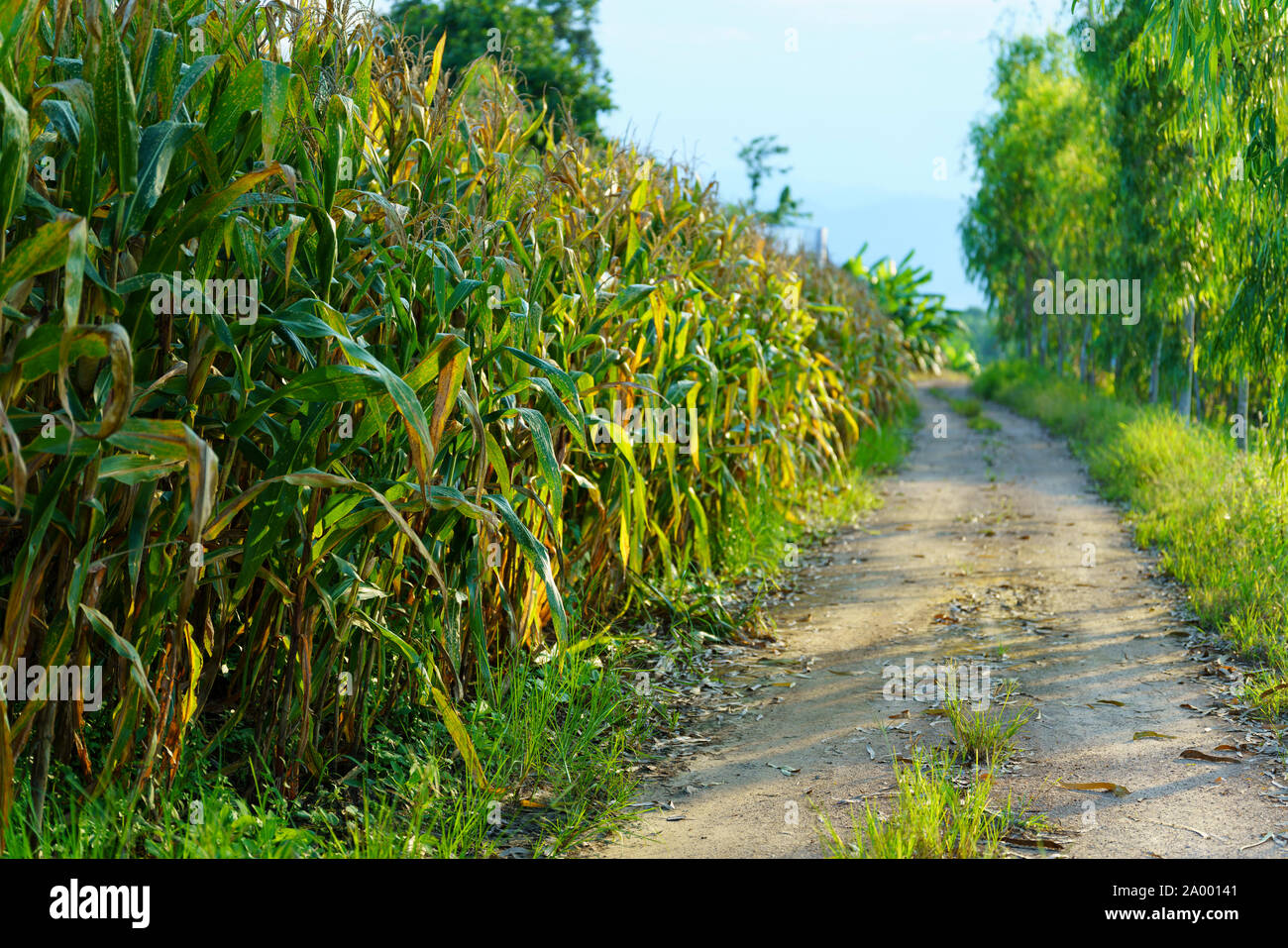 In the fields of agricultural farming there is corn along the way Stock ...