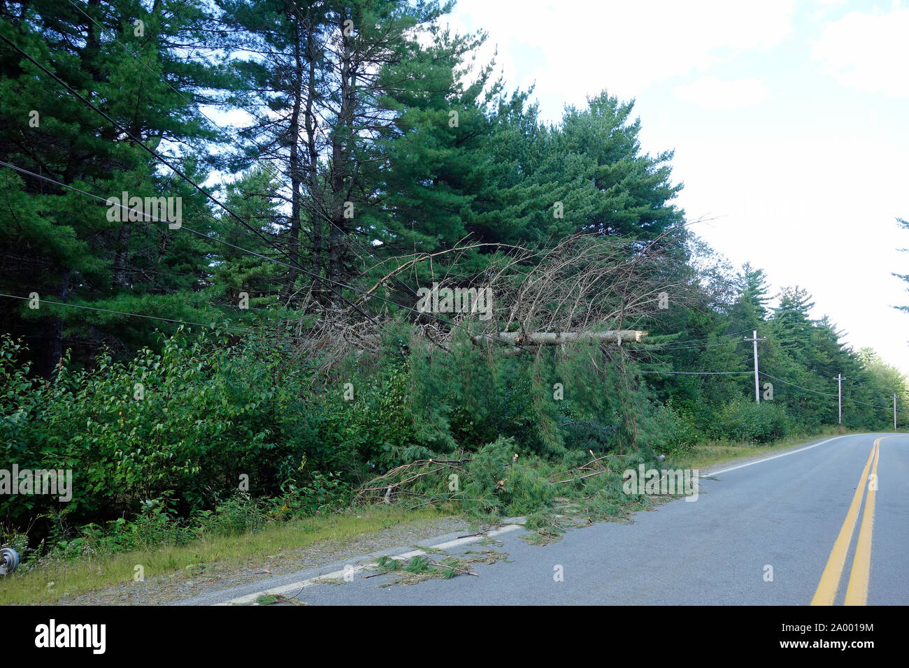 A tree that has knocked over a power line during a hurricane Stock ...