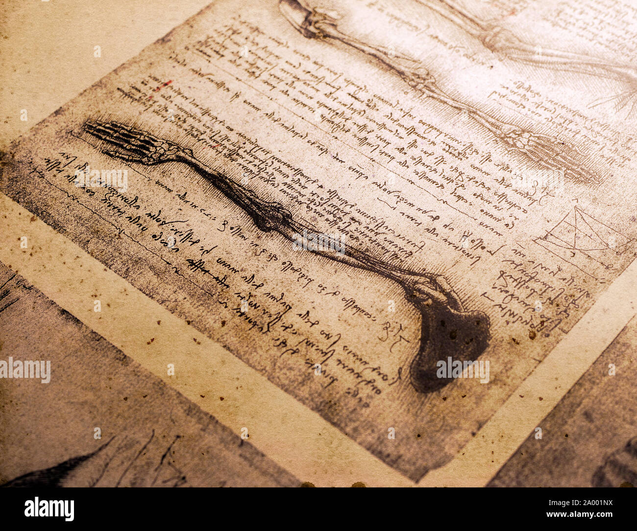 14th century anatomy art by Leonardo Da Vinci Stock Photo - Alamy