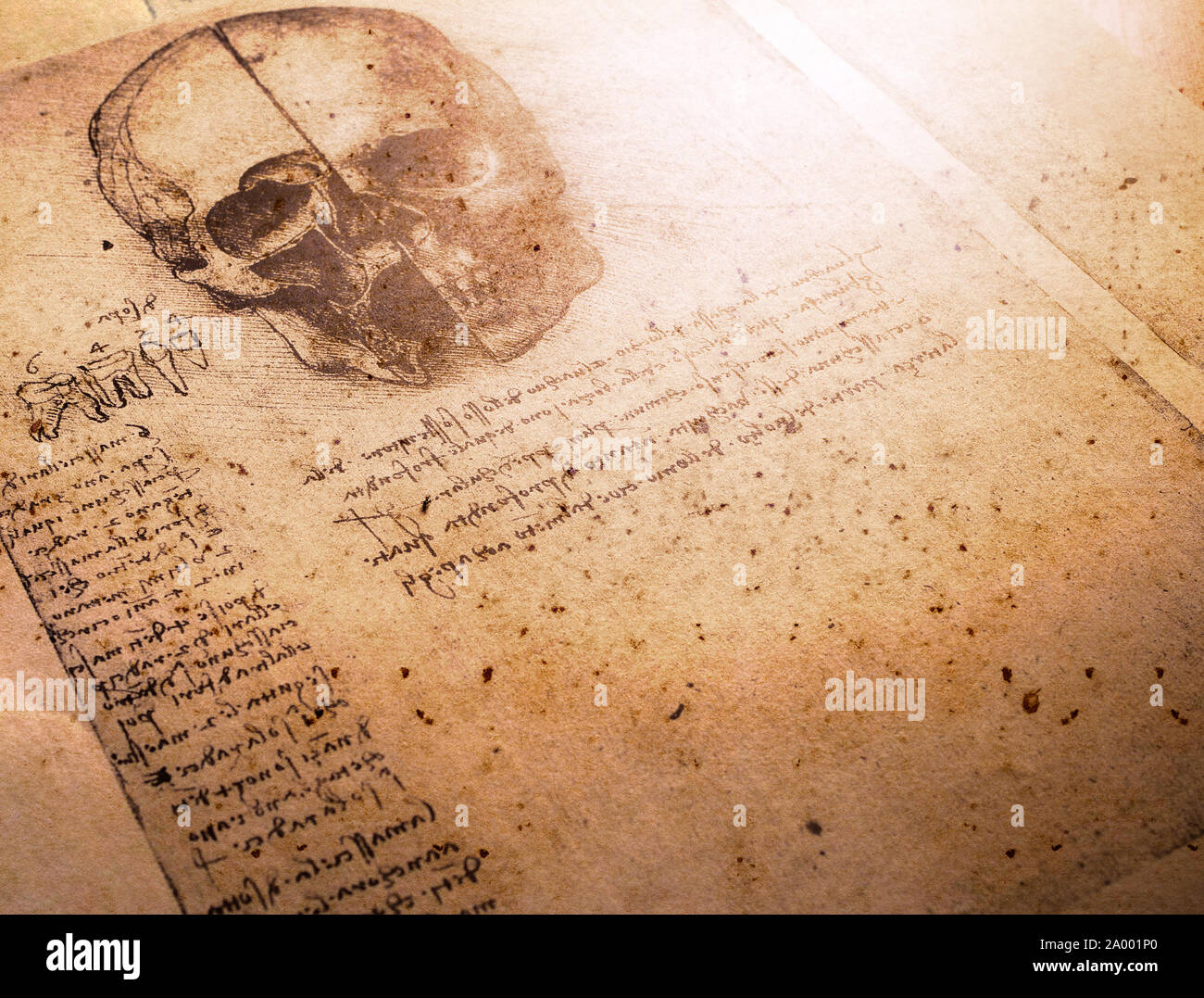 14th century anatomy art by Leonardo Da Vinci Stock Photo - Alamy