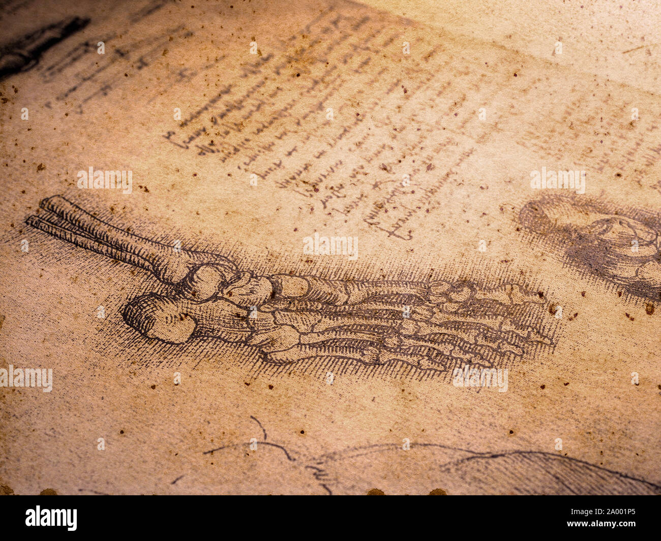 14th century anatomy art by Leonardo Da Vinci Stock Photo - Alamy