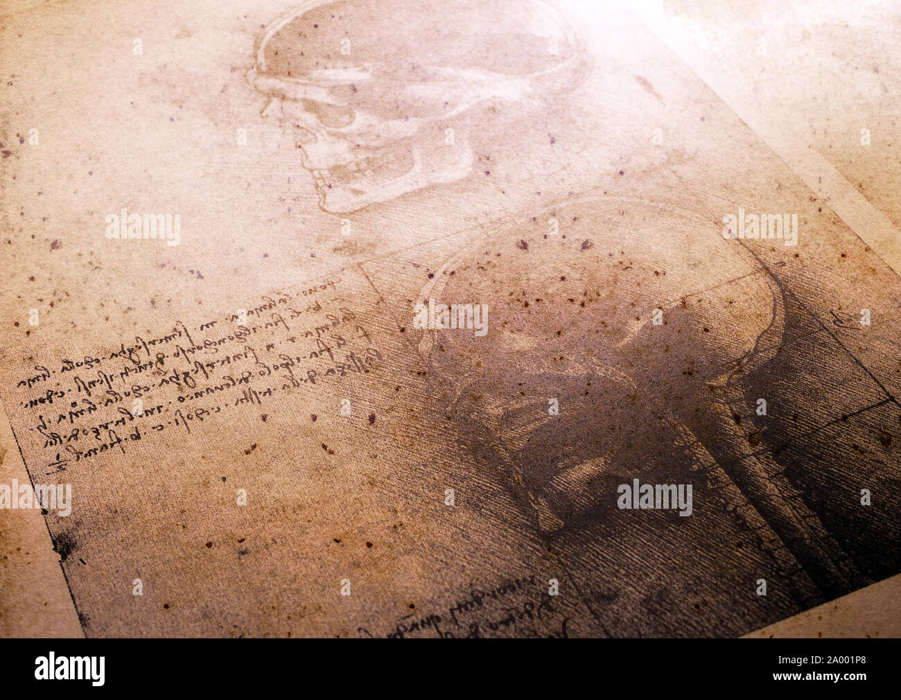 14th century anatomy art by Leonardo Da Vinci Stock Photo - Alamy