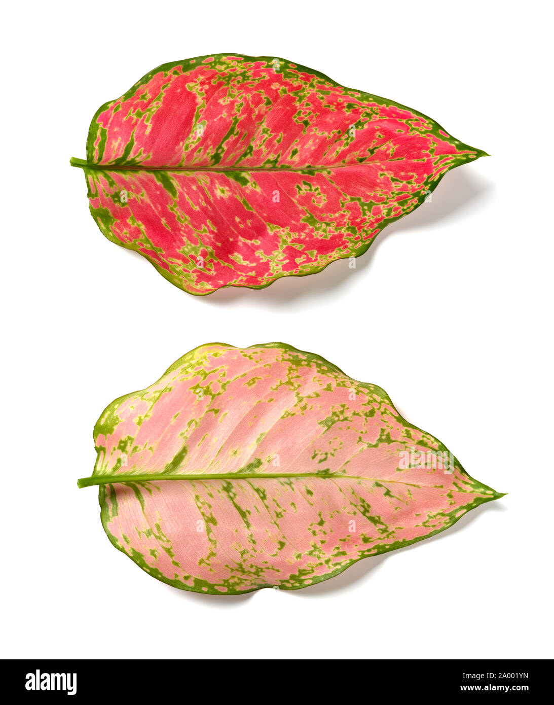top and bottom of a red leaf on a white background Stock Photo - Alamy