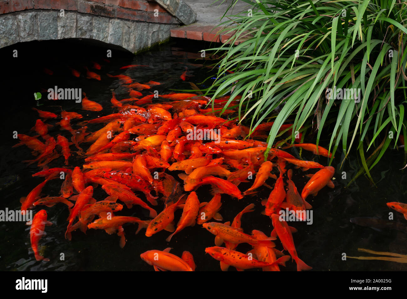 crowded red Koi carps in a pond Stock Photo - Alamy