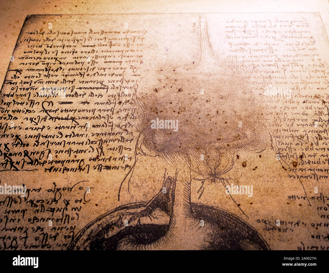 14th century anatomy art by Leonardo Da Vinci Stock Photo - Alamy
