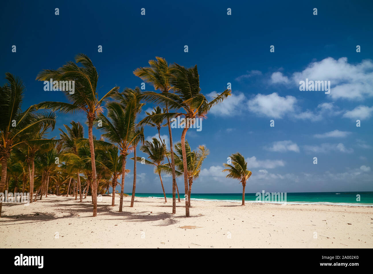 Caribbean wild nature scenery near the beach in Punta Cana. Amazing ...