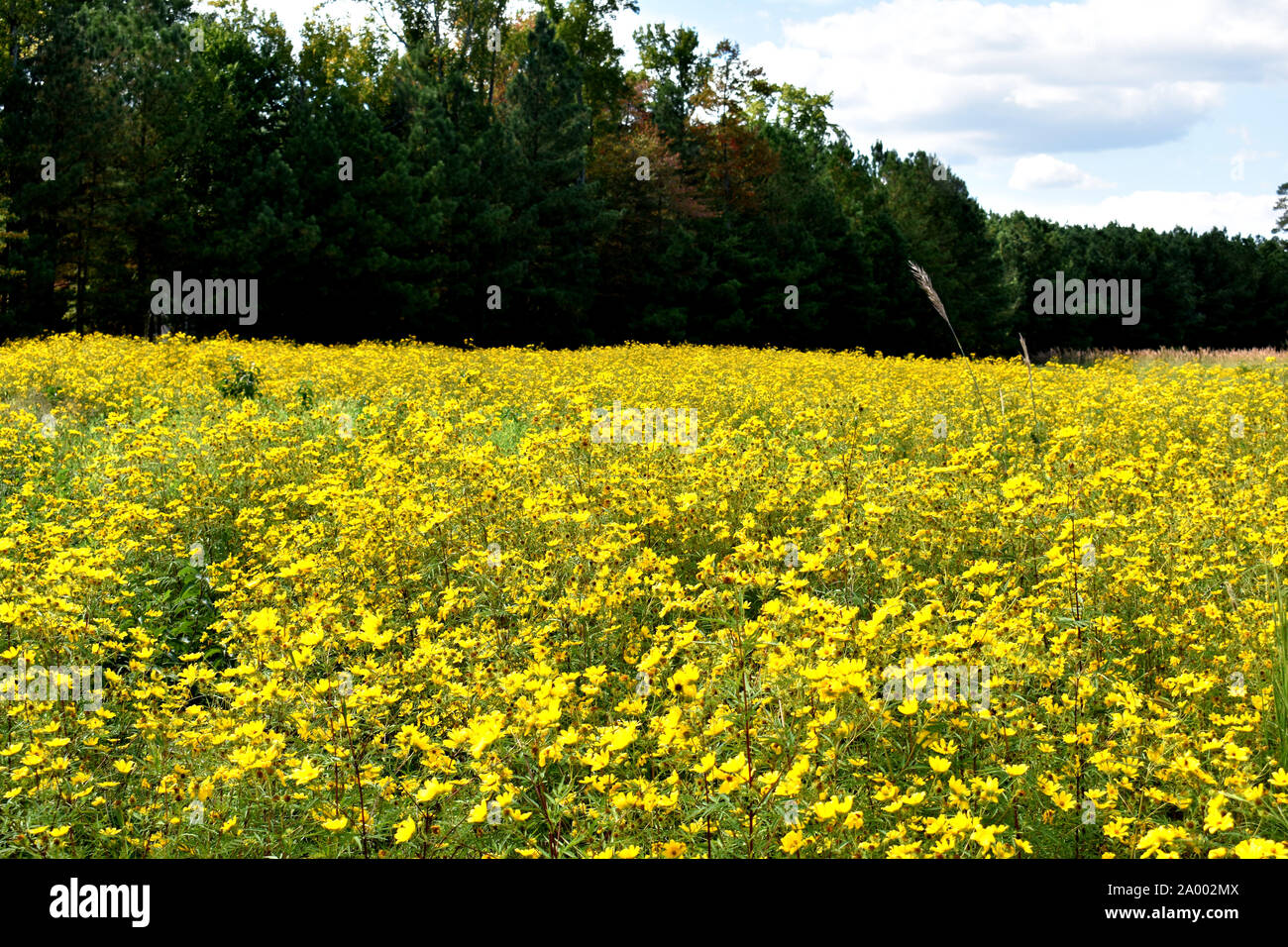 Wildflowers field edge hi-res stock photography and images - Alamy