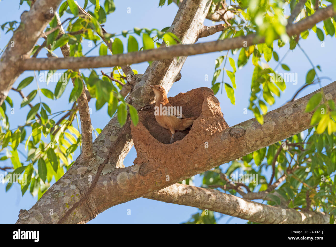 Hornero nest hi-res stock photography and images - Alamy