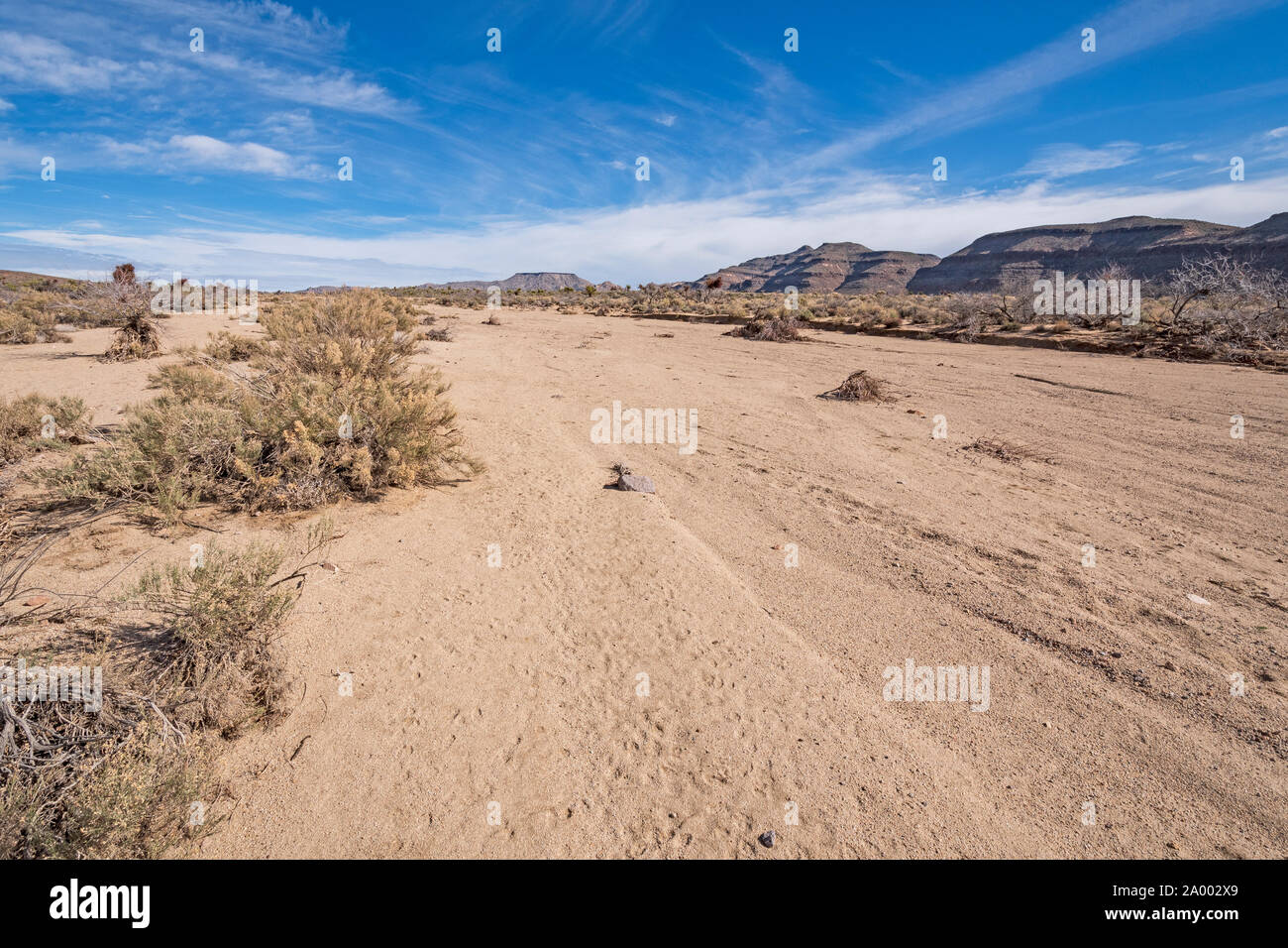 Dry Flood Plain in the Mojave Desert in the Mojave National Preserve in ...