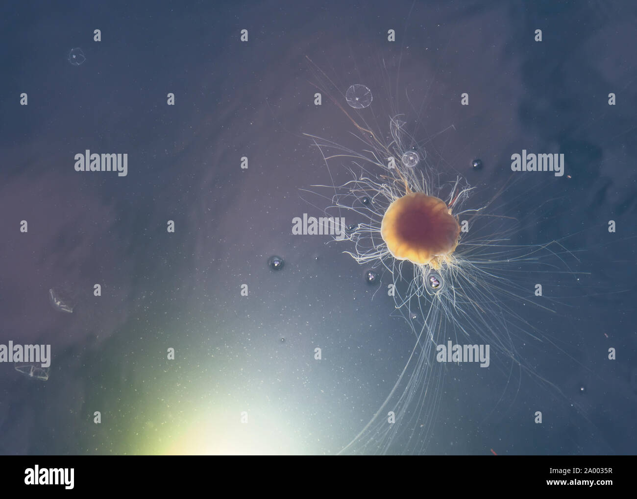 Lion's Mane Jellyfish with small moon jellyfish in Southeast Alaska ...