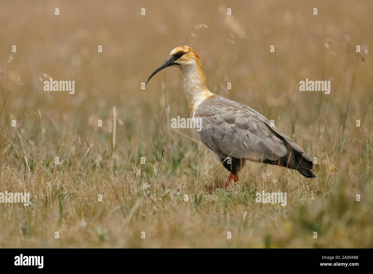 Black-faced Ibis (Theristicus melanopis) foraging in the High Andes ...