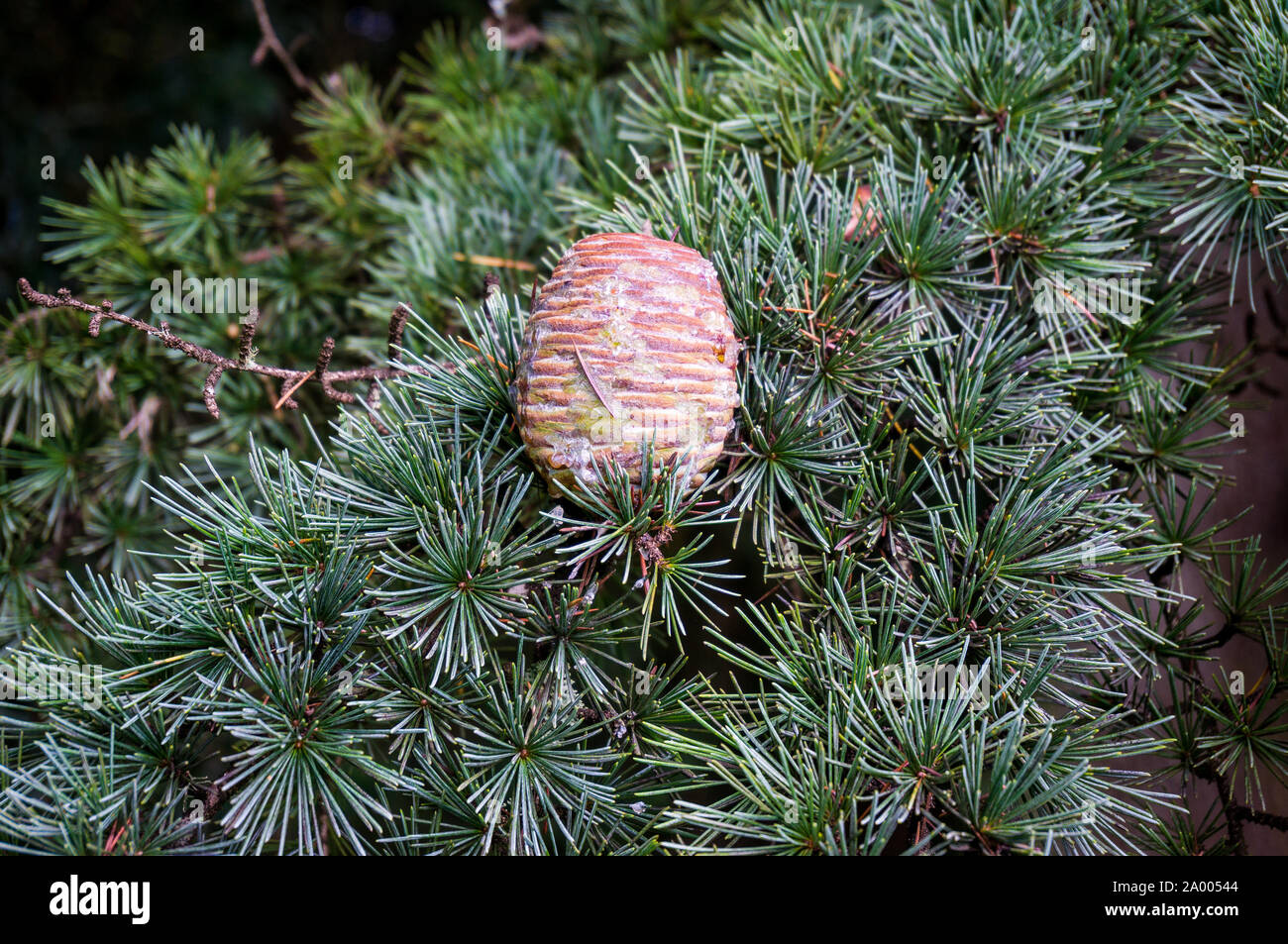 Tree cone hi-res stock photography and images - Alamy