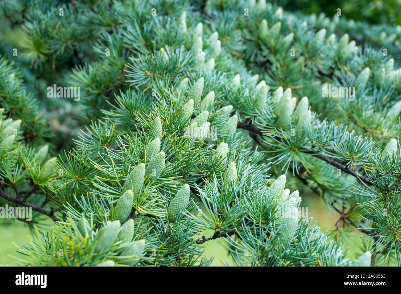 Green pine tree cones, buds surrounded by green branches with spikes ...