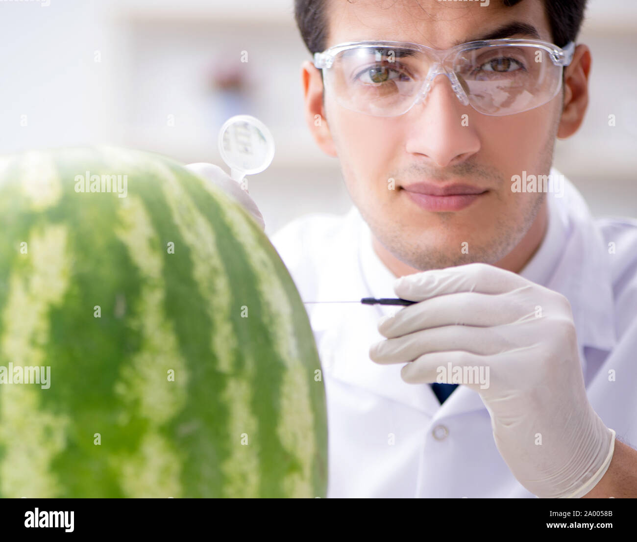 The scientist testing watermelon in lab Stock Photo - Alamy