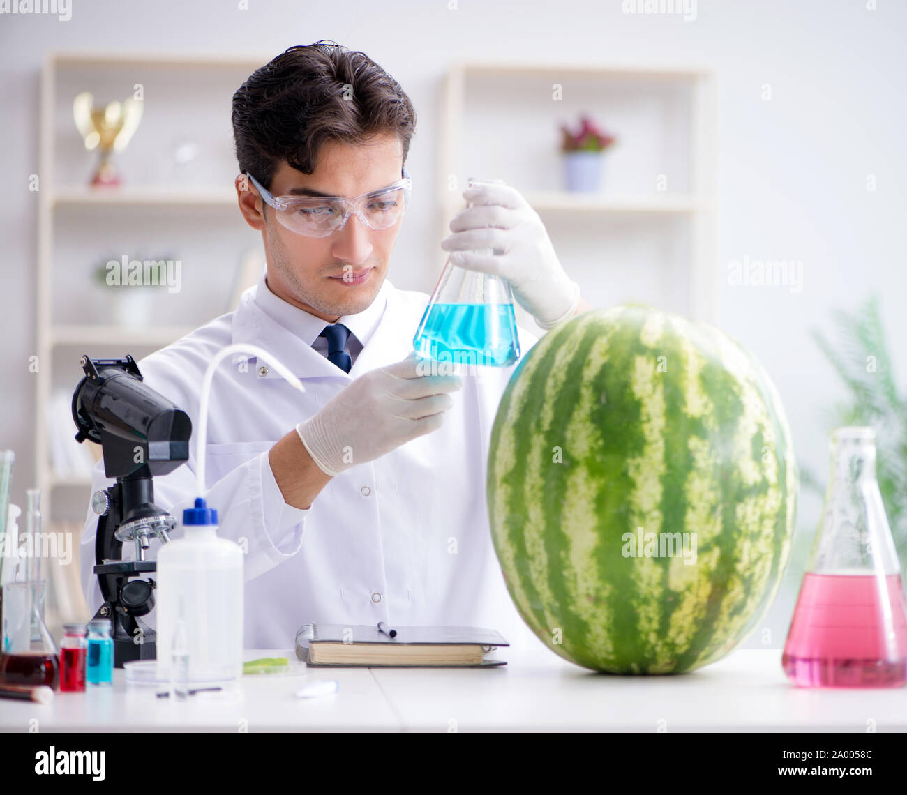 The scientist testing watermelon in lab Stock Photo - Alamy