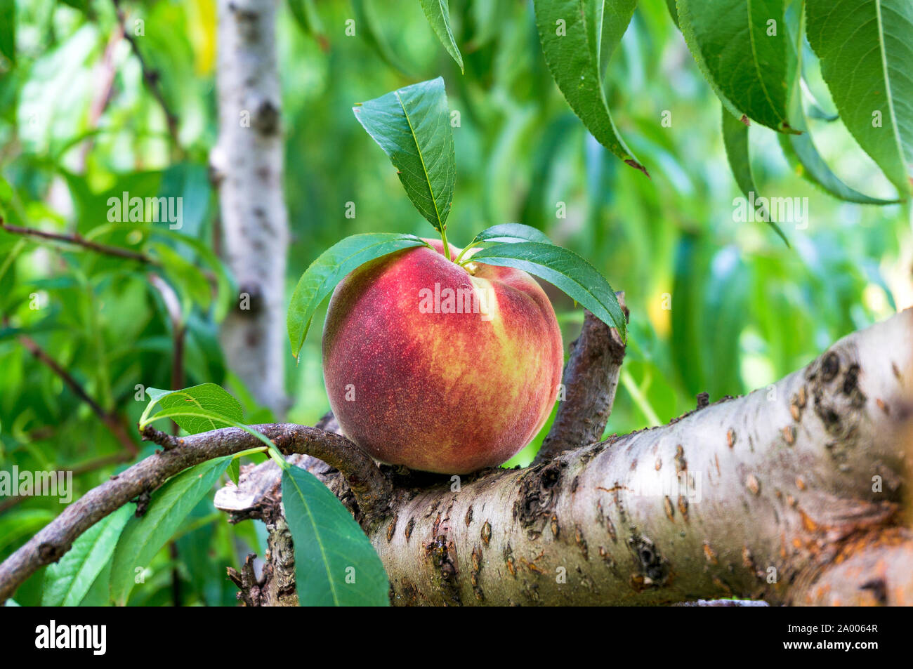 Peach growing on tree hi-res stock photography and images - Alamy
