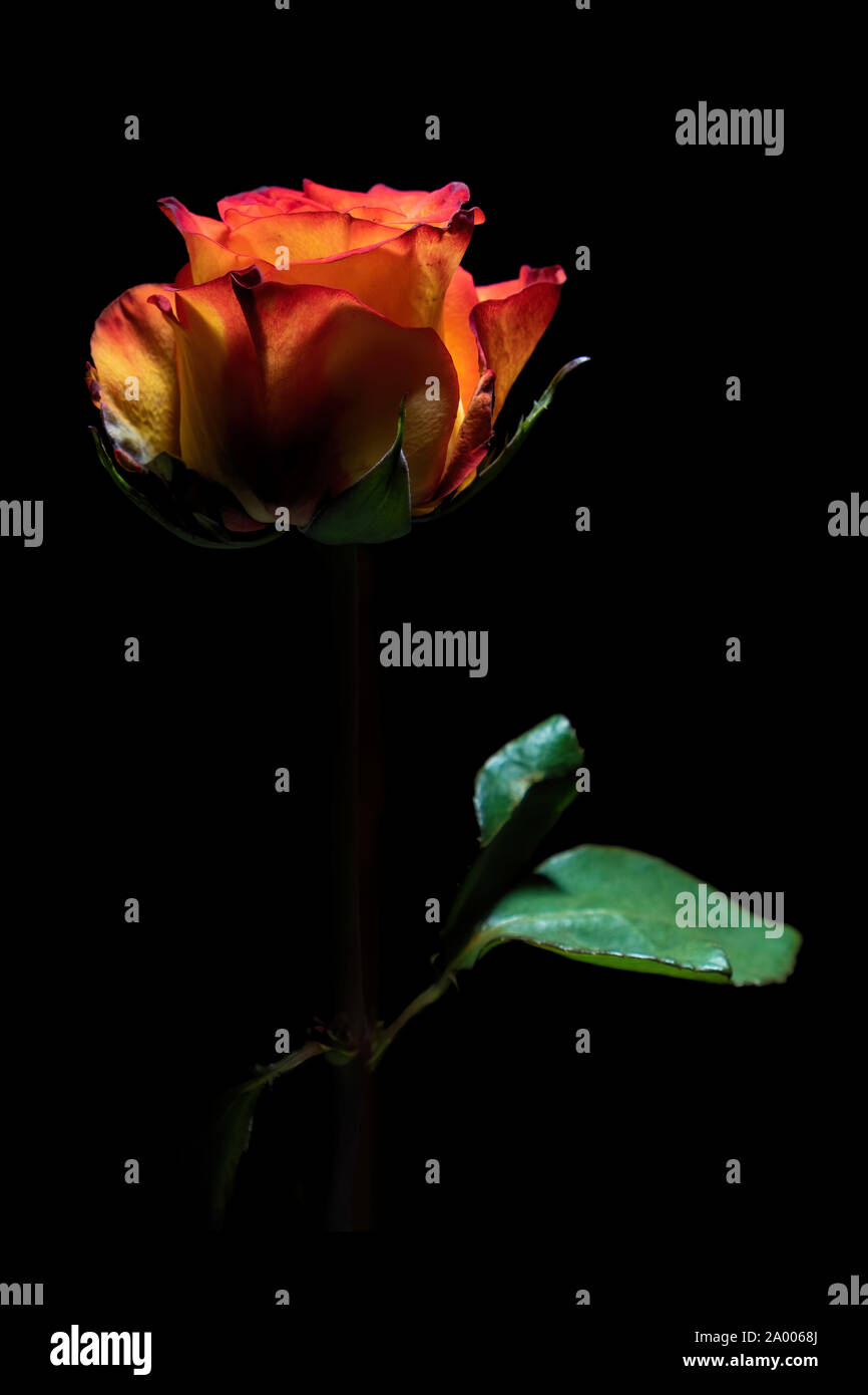 Beautiful glowing red rose on black background - vertical image Stock ...