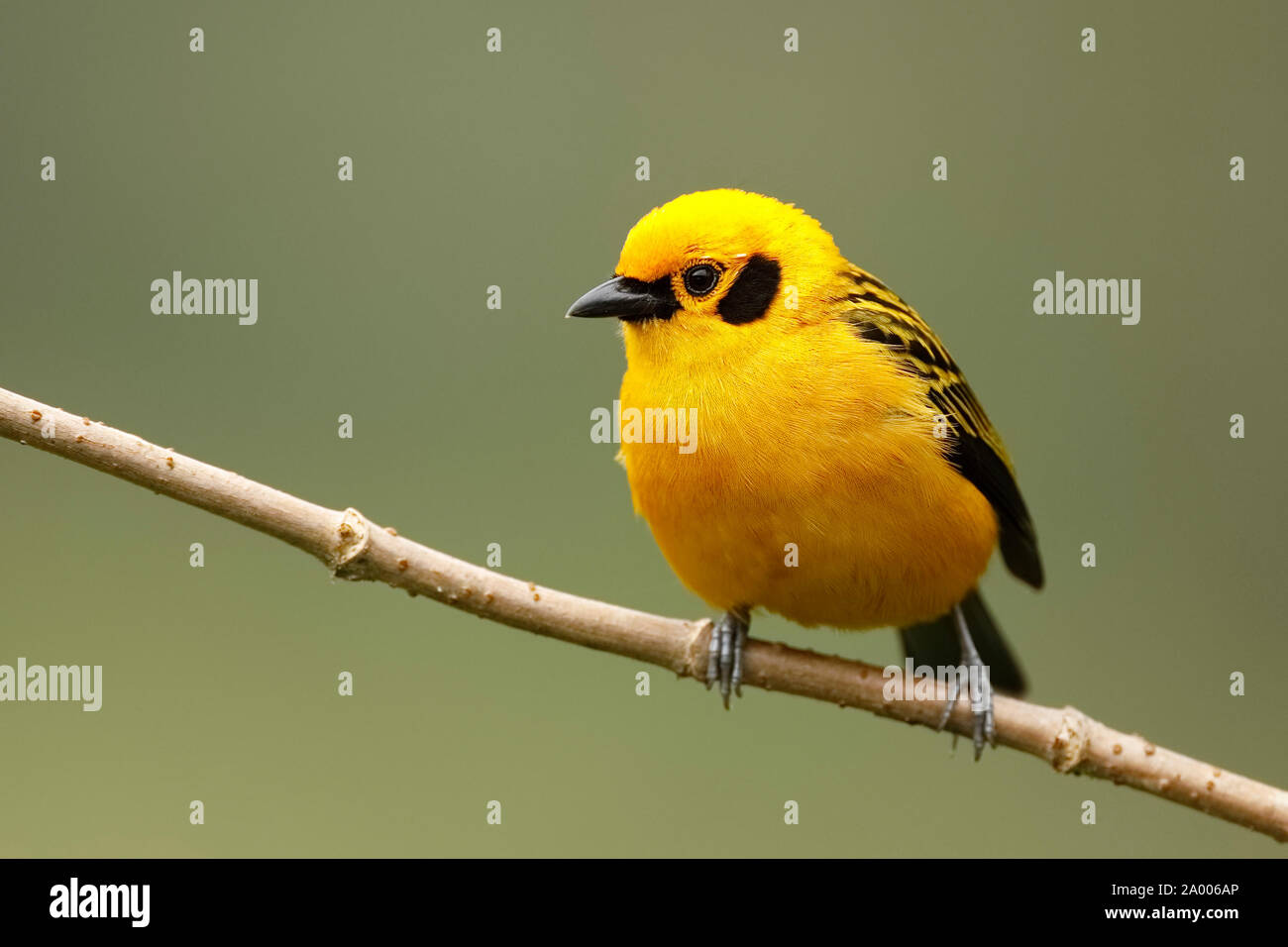 Golden Tanager (Tangara arthus) - Ecuador Stock Photo - Alamy