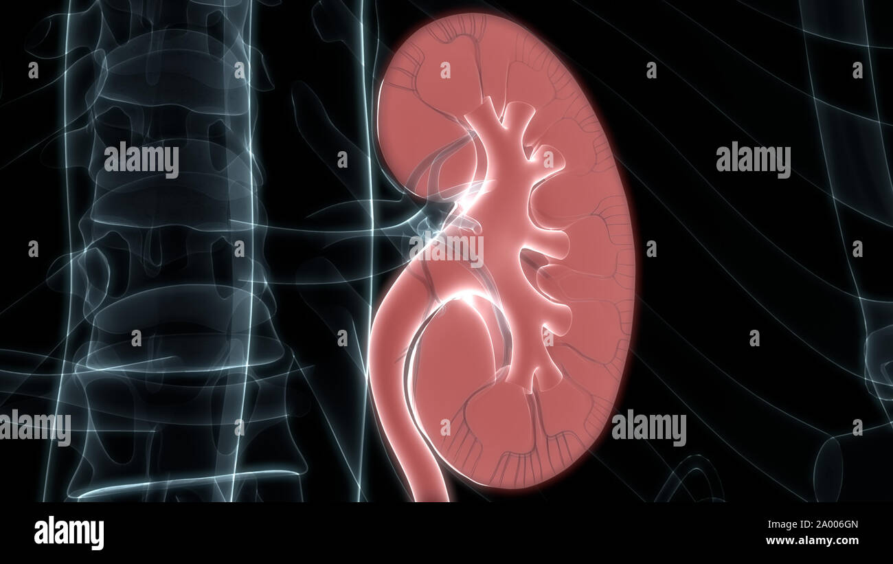 Human Urinary System Kidneys Anatomy Stock Photo - Alamy