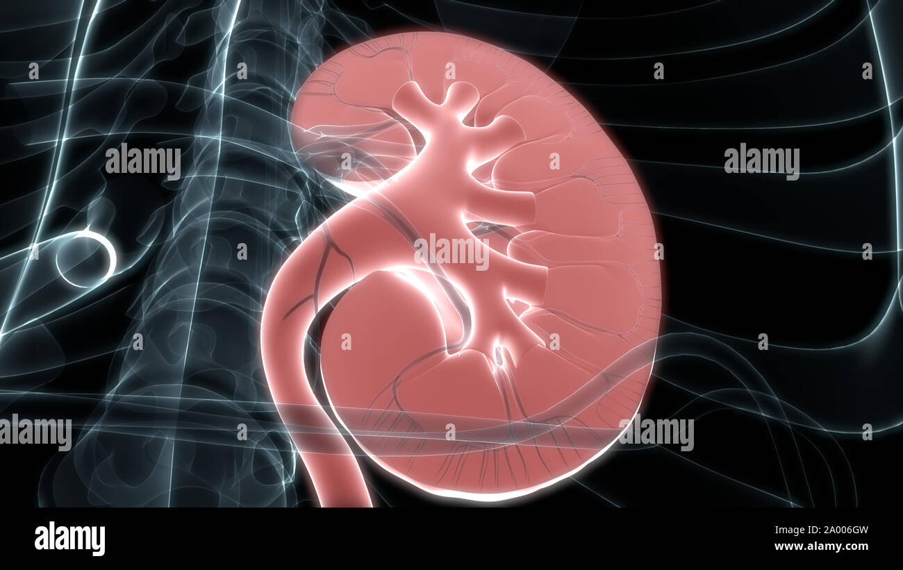 Human Urinary System Kidneys Anatomy Stock Photo - Alamy