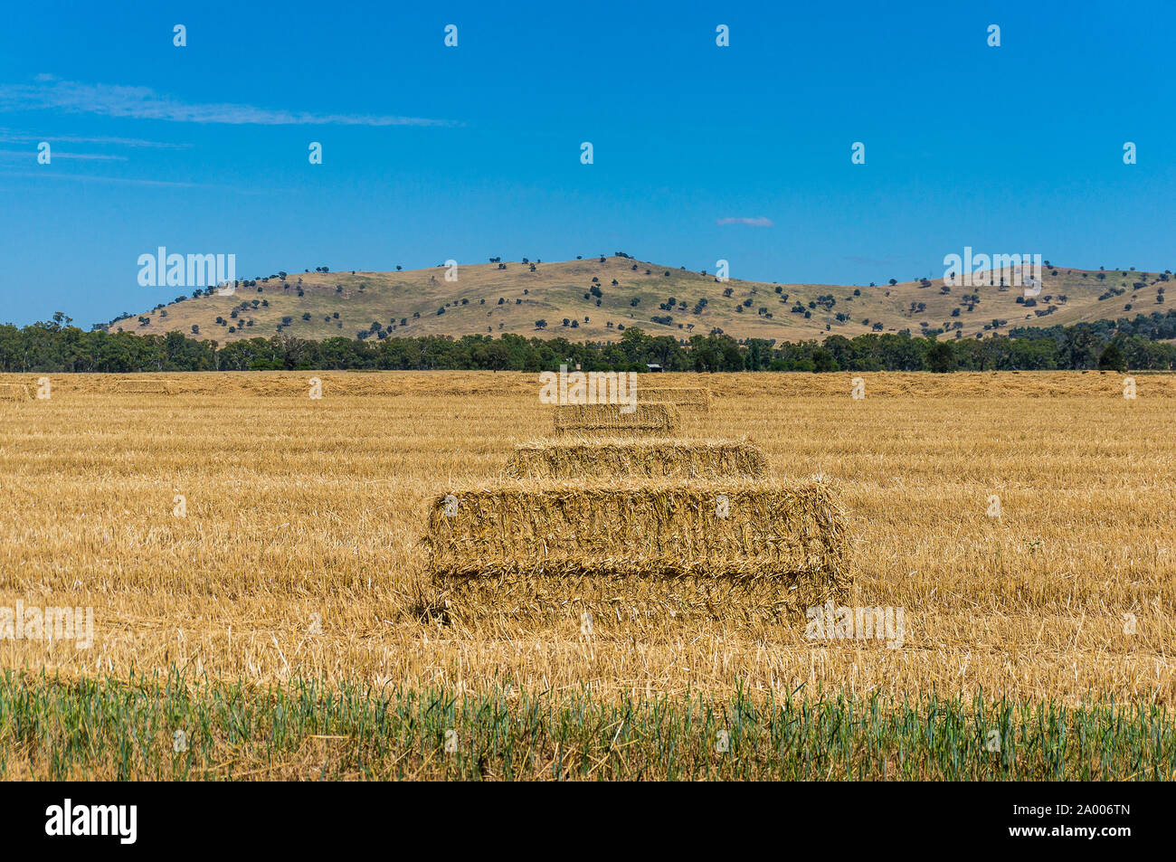 Golden hay stacks, hay bales, hayricks on a field against Australian ...