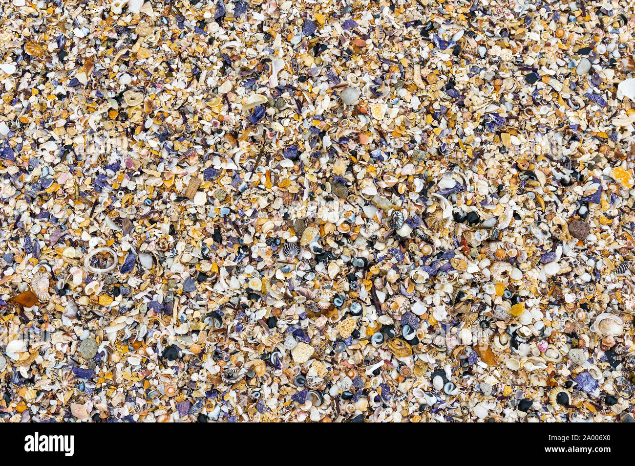 Seashells background. Many sea shells on a beach summer background ...