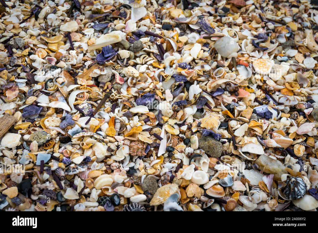 Seashells background. Many sea shells on a beach summer background ...