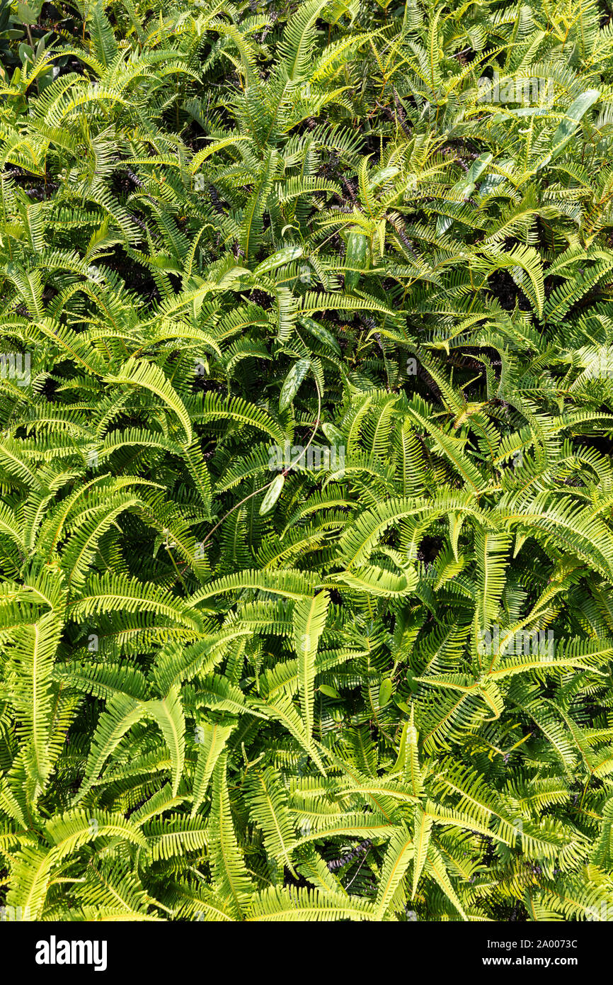 Hike to Long Ke Wan beach, Sai Kung East Country Park, Hong Kong, 18 ...