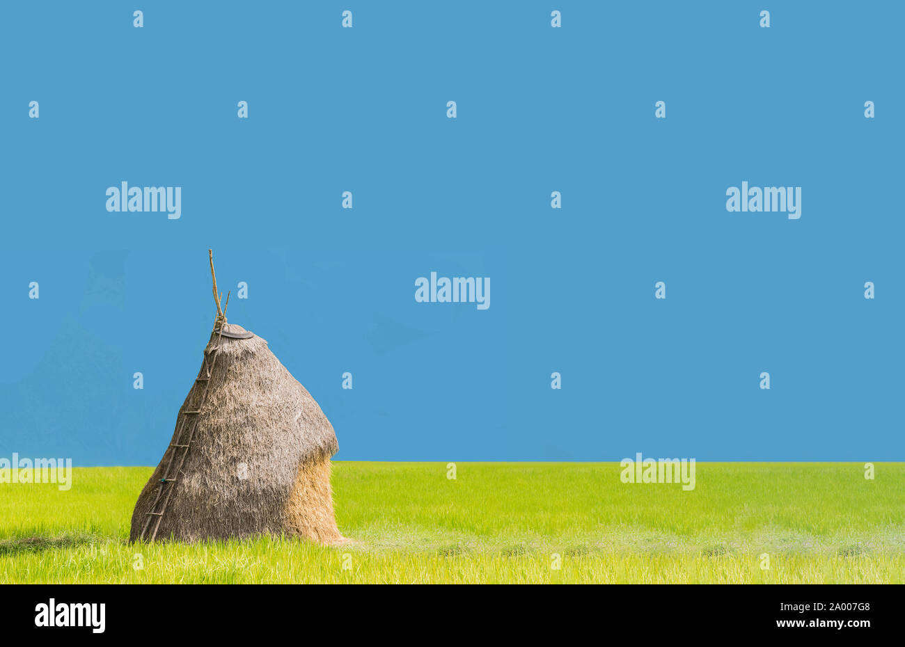 The abstract dai cut some part of stack, straw, farmer to keep animal ...