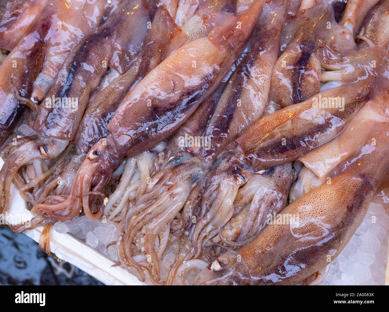 Dolphin fish market head hi-res stock photography and images - Alamy