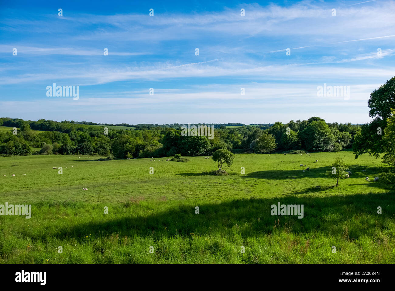 English green field with trees and sheep in the background Stock Photo ...