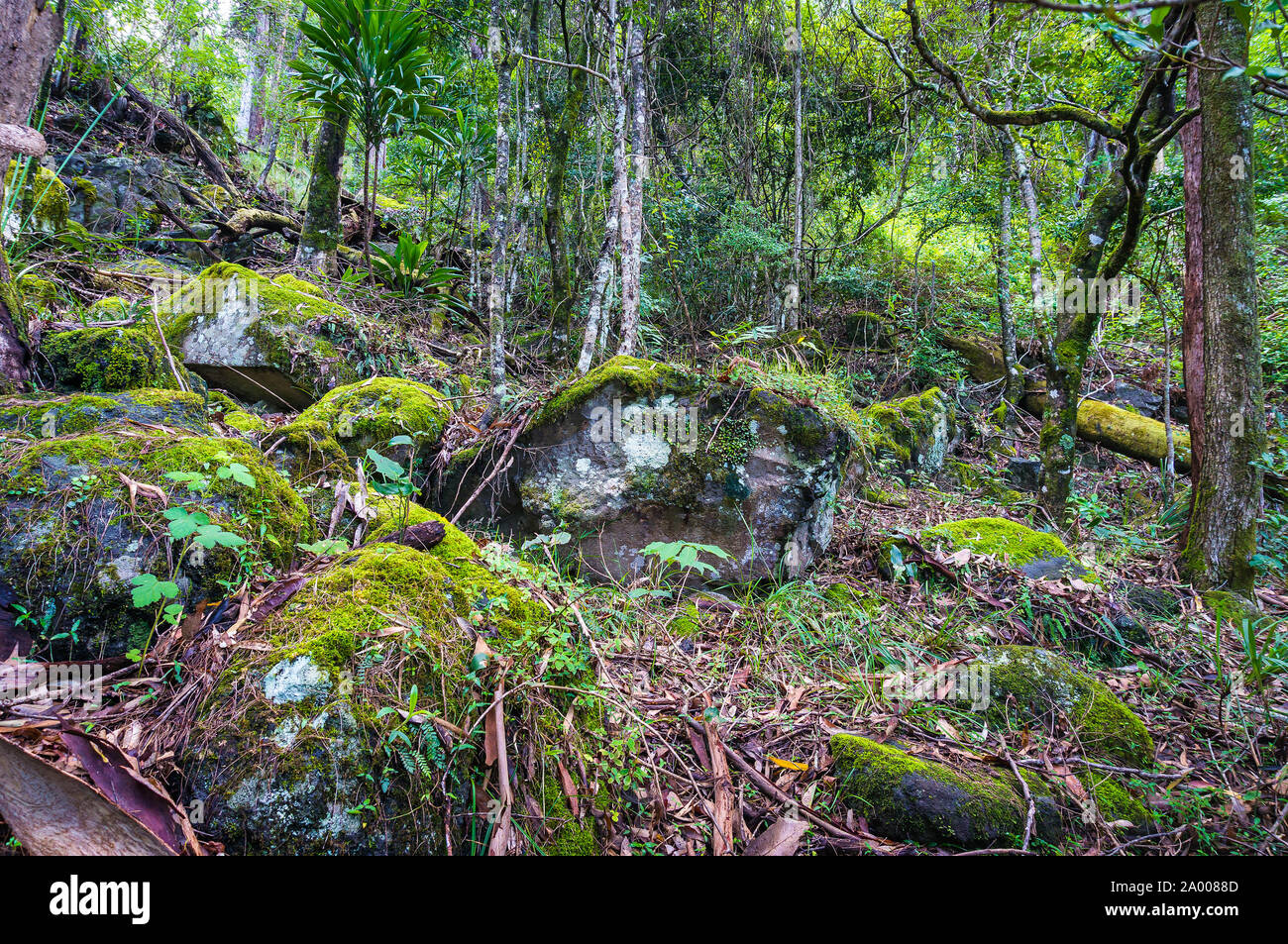 Ancient Gondwana rainforest. Nature, rainforest in Lamington National ...