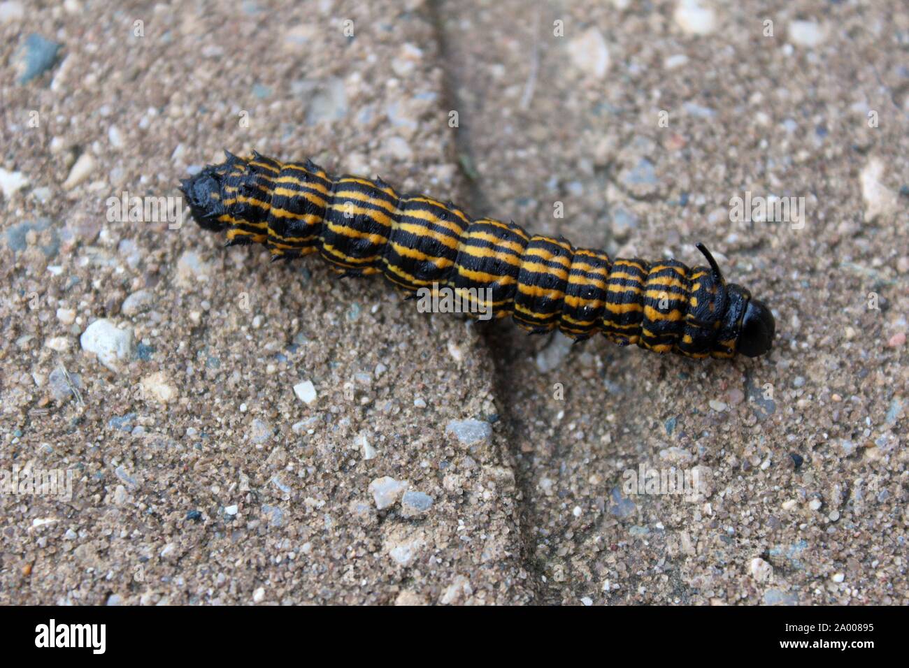 Orange worm hi-res stock photography and images - Alamy