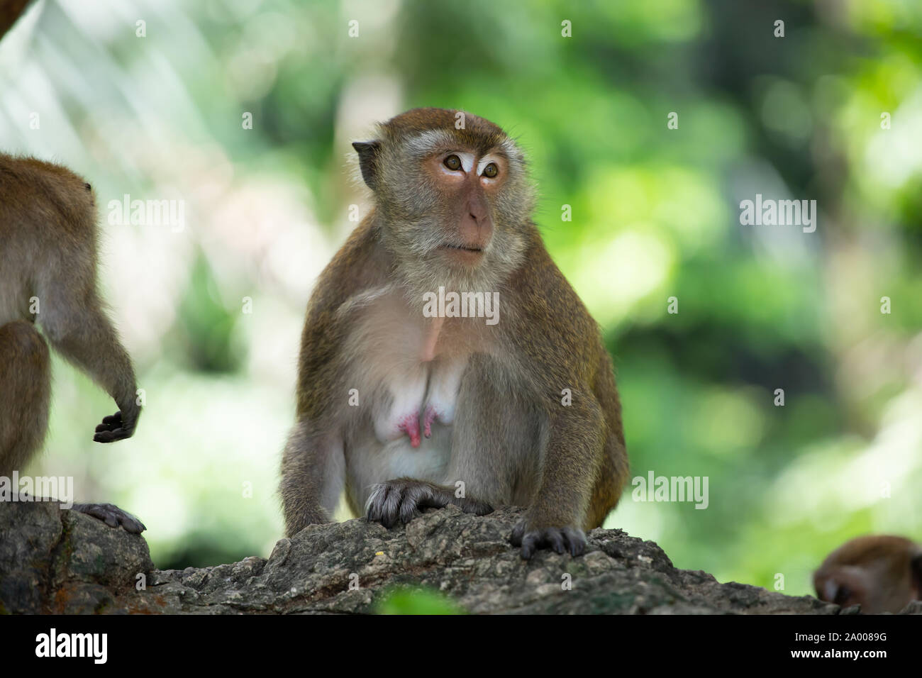 Monkey in jungle Stock Photo - Alamy