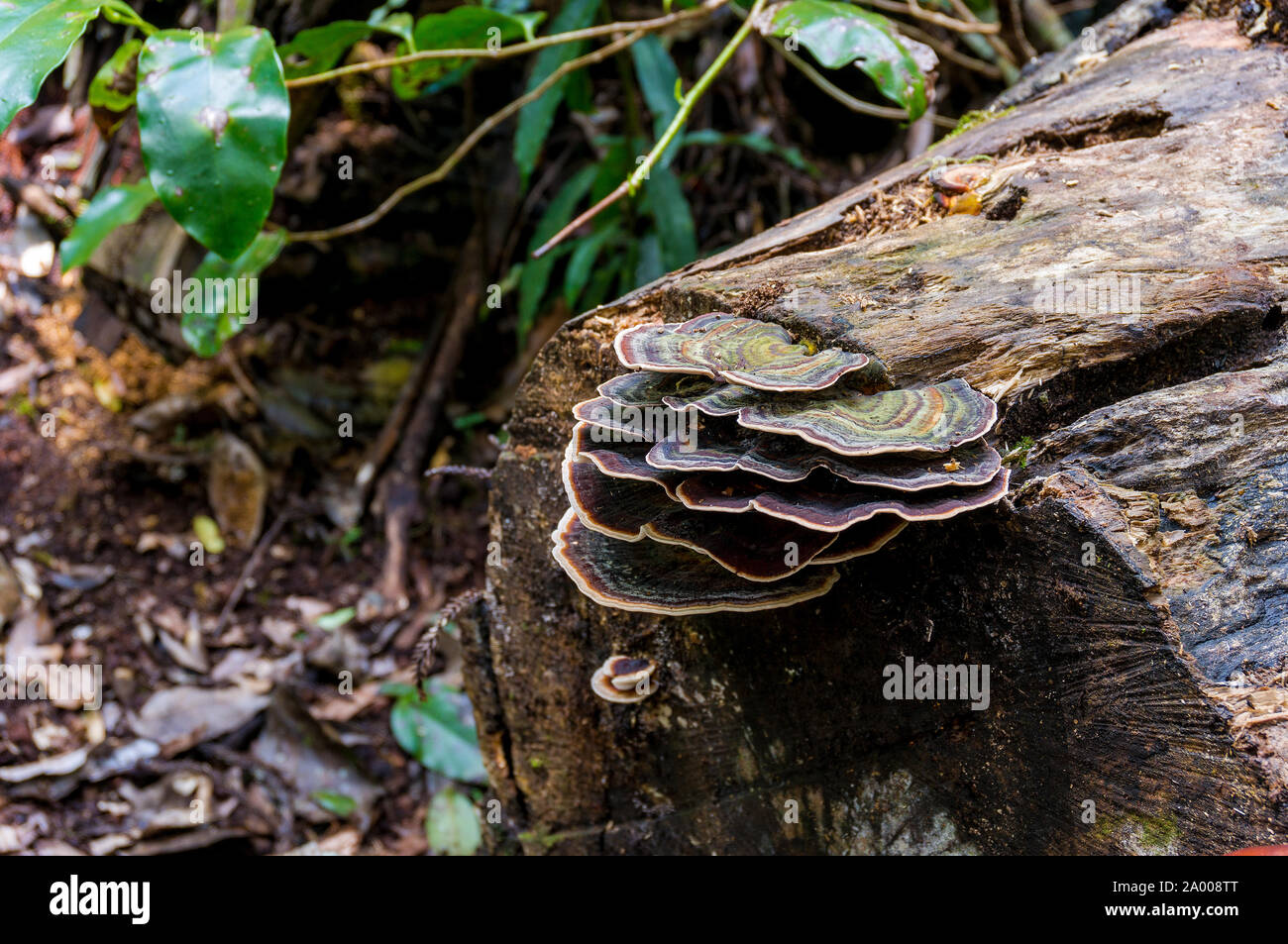 Symbiotic relationships in nature hi-res stock photography and images ...