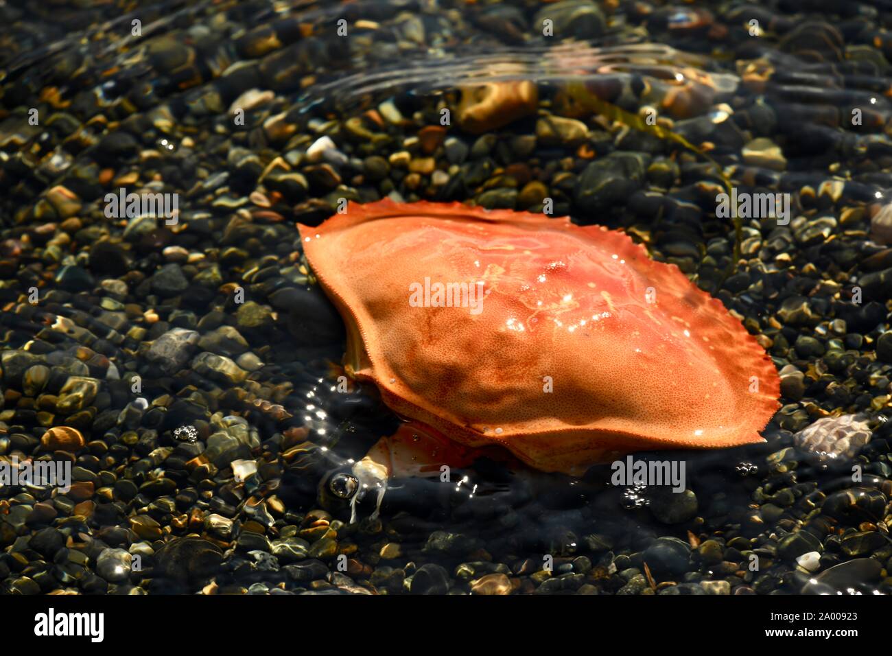 Crab shelf on the beach hi-res stock photography and images - Alamy
