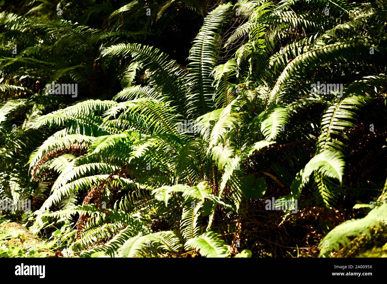 Deer fern in the Rainforest of British Columbia Stock Photo - Alamy