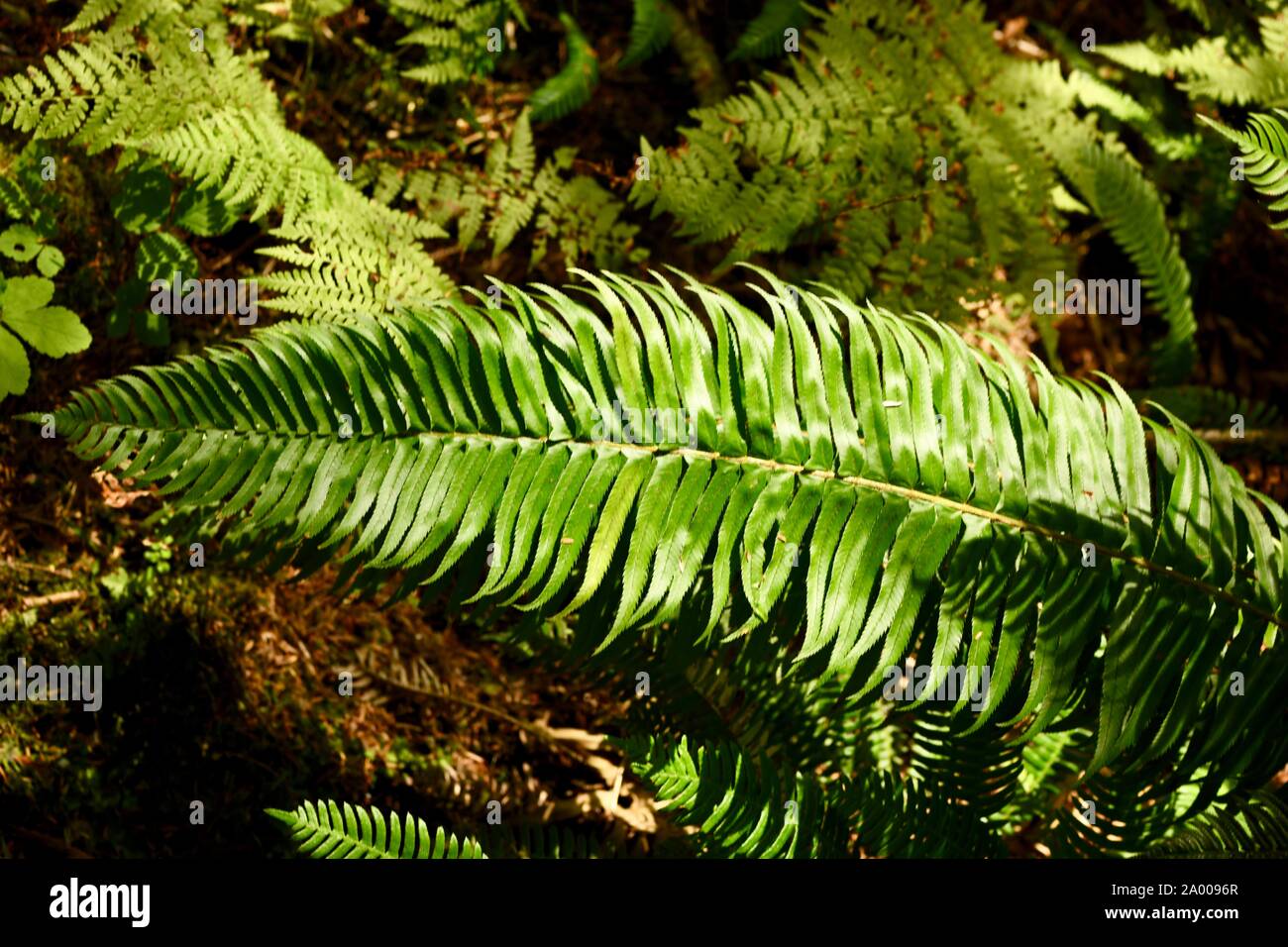 Deer fern in the Rainforest of British Columbia Stock Photo - Alamy