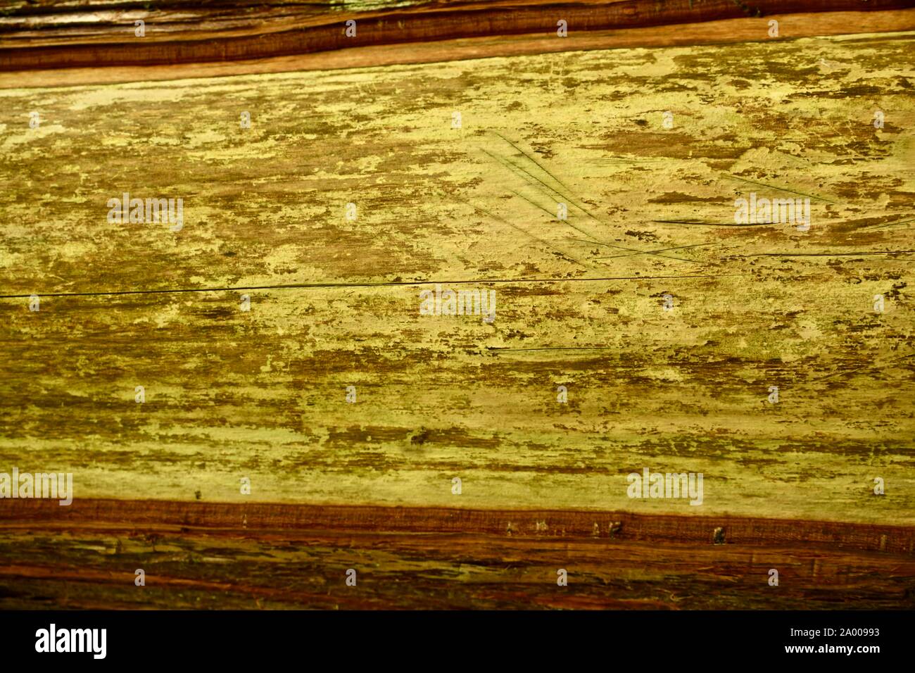 Madrone log hi-res stock photography and images - Alamy