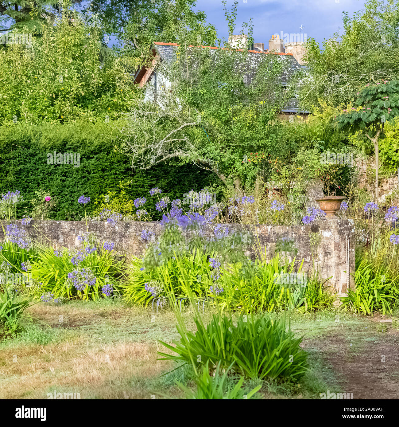 Pink agapanthus hi-res stock photography and images - Alamy
