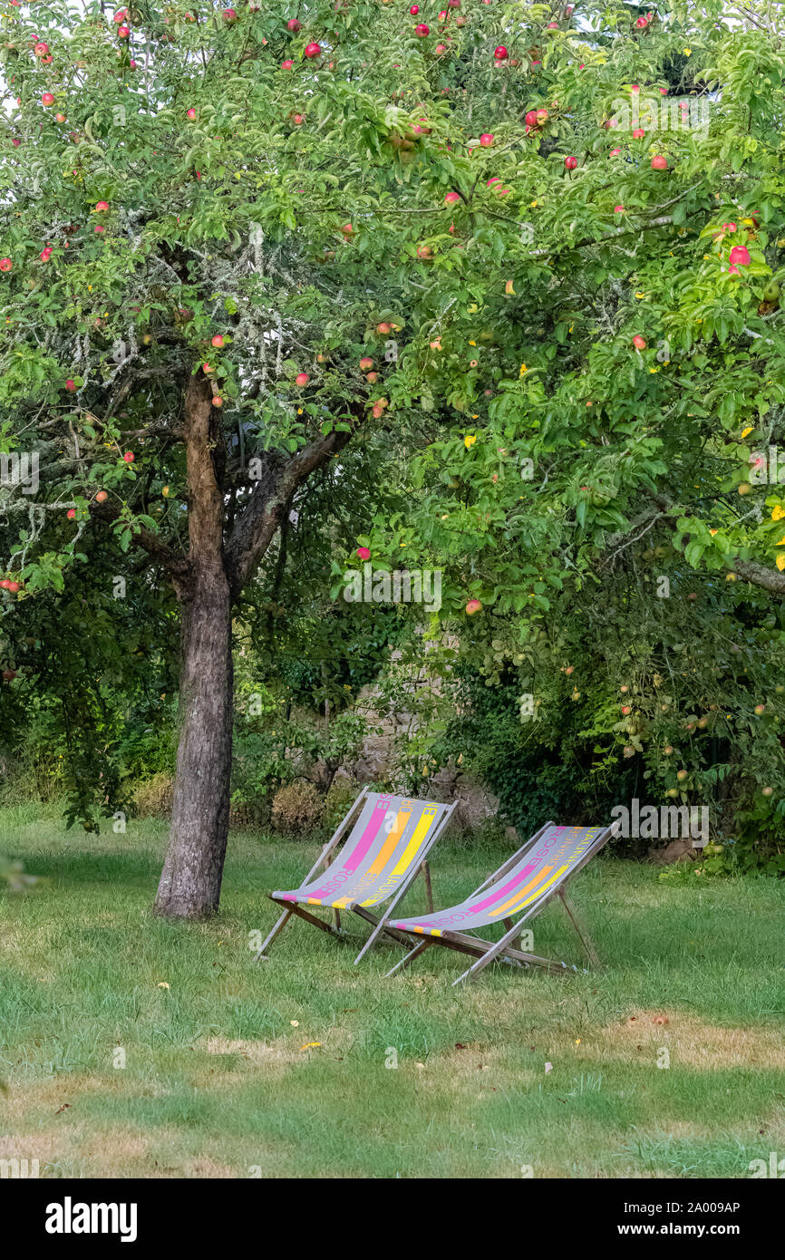 Brittany, France, an apple tree filled with apples in a nice garden ...