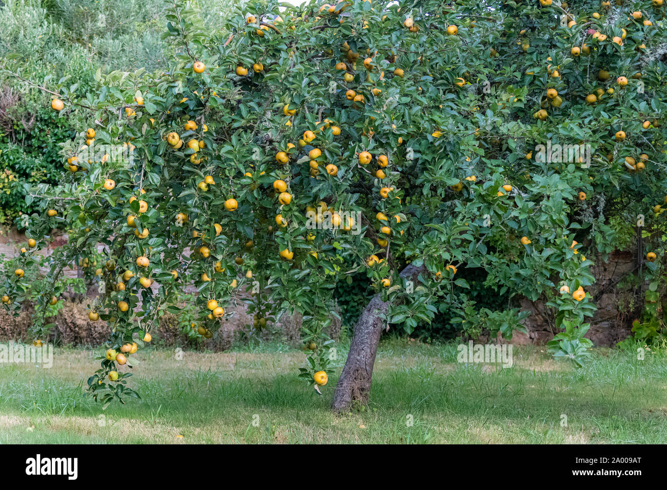 An apple tree with a lot of mature fruits, in a charming garden during ...