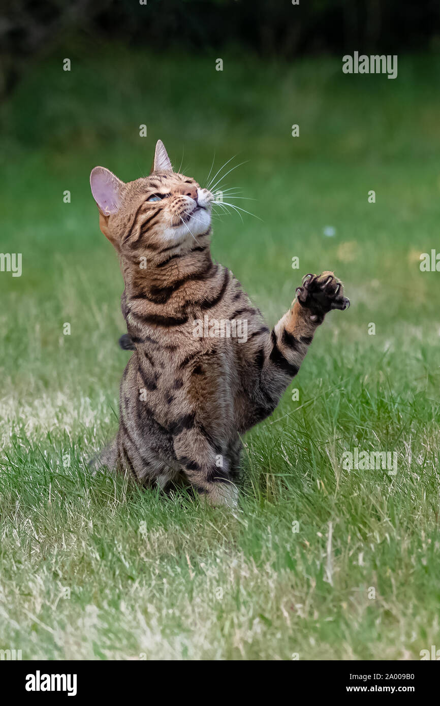 Cat Trying To Catch Its Tail High Resolution Stock Photography and ...