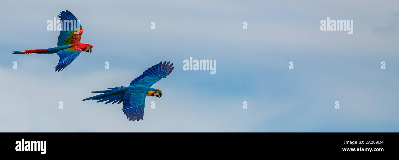 Two scarlet macaws hi-res stock photography and images - Alamy